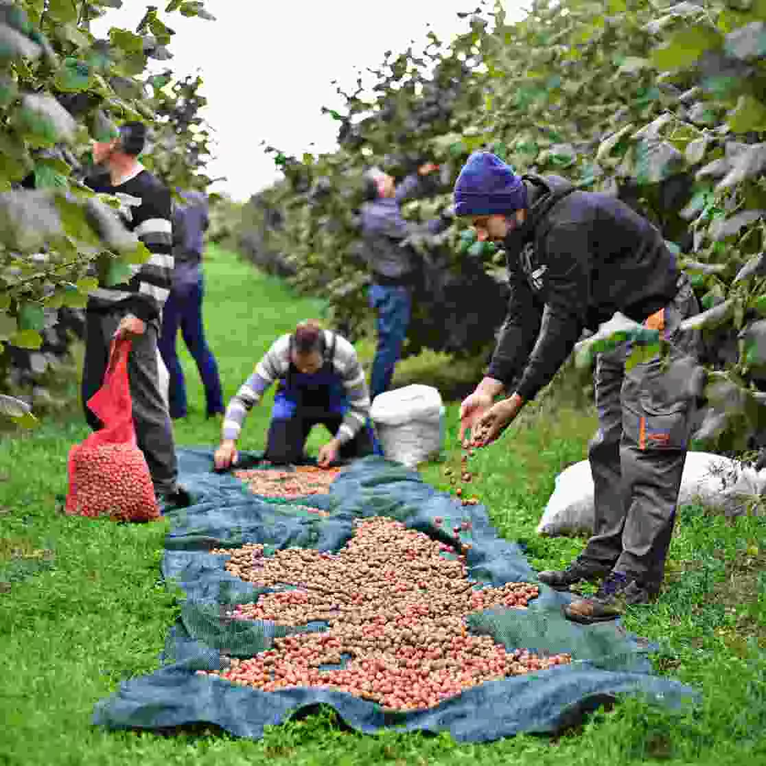 Bio Nussmuse aus Mandeln und Haselnüssen | BioBalkan